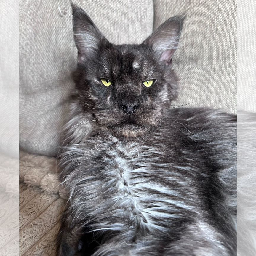 Мейн-кун, взрослый кот