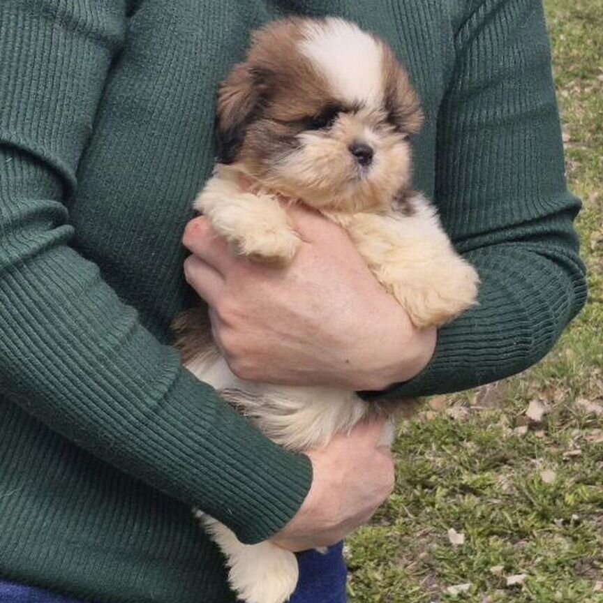 Ши-тцу, щенок