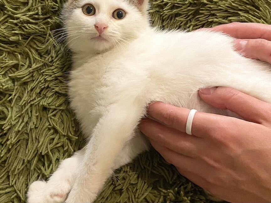 Малышка Кремка