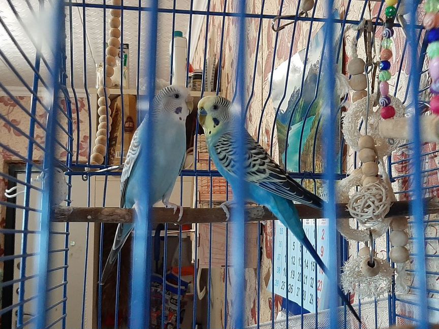 Волнистый попугай