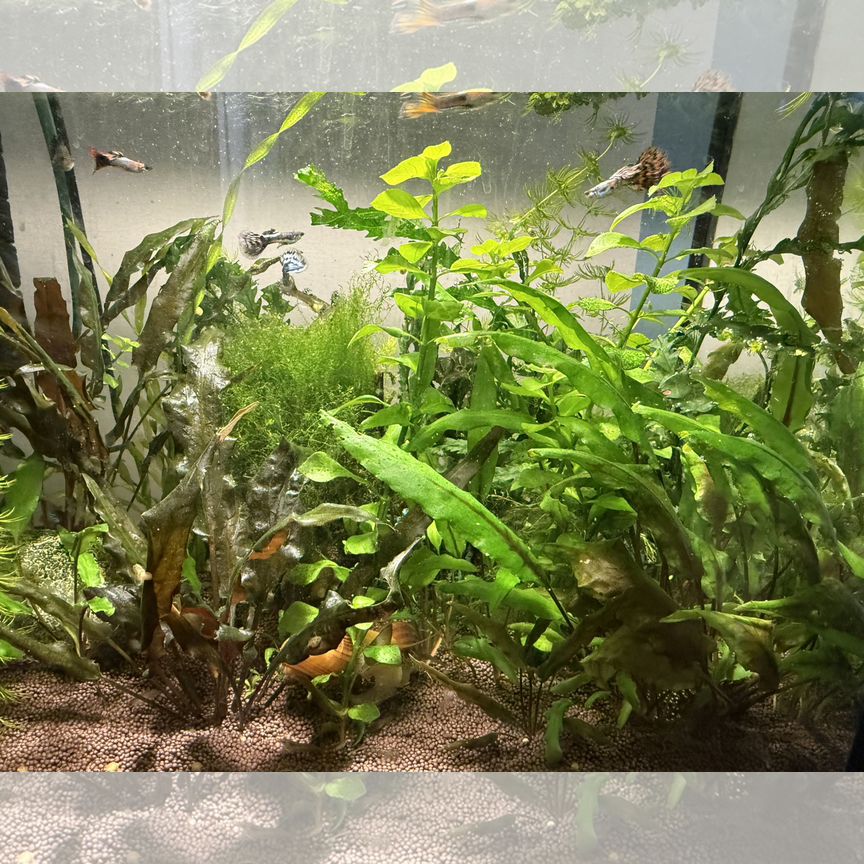 Аквариумная прополка