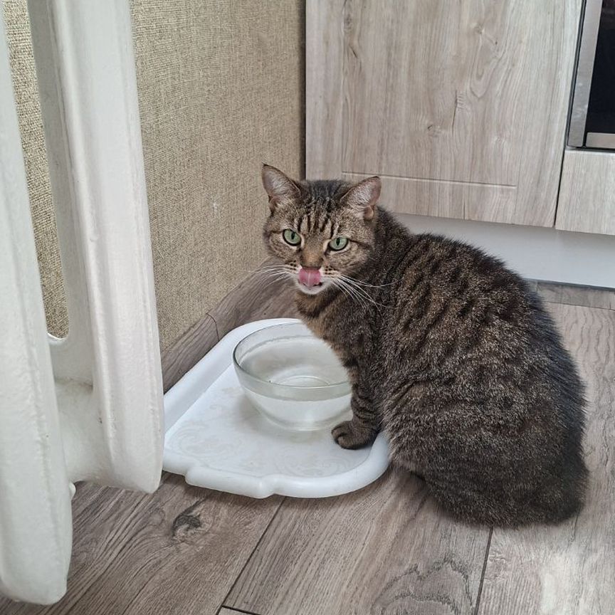 Шотландская прямоухая длинношёрстная, взрослая кошка