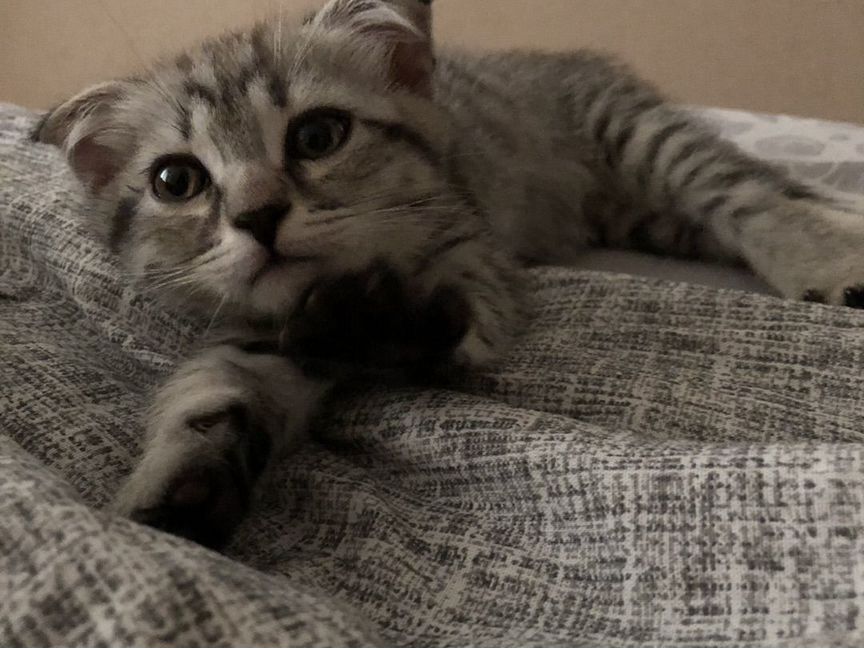 Британские котята