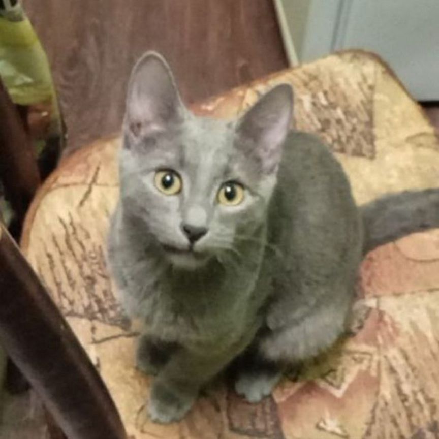 Котенька Шустрик