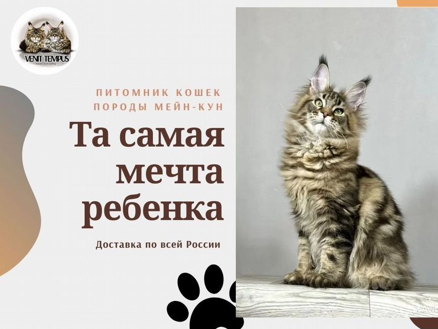 Котята Мейн-Кун