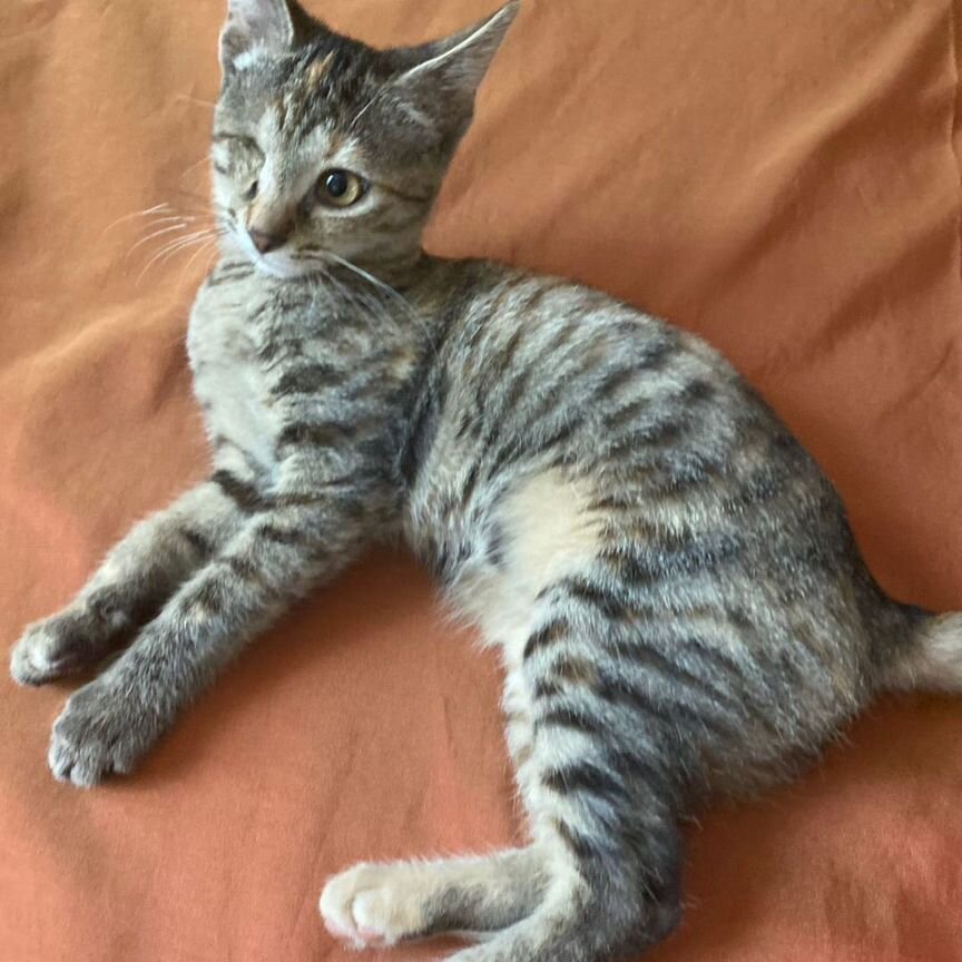 Котенок Мия в добрые руки