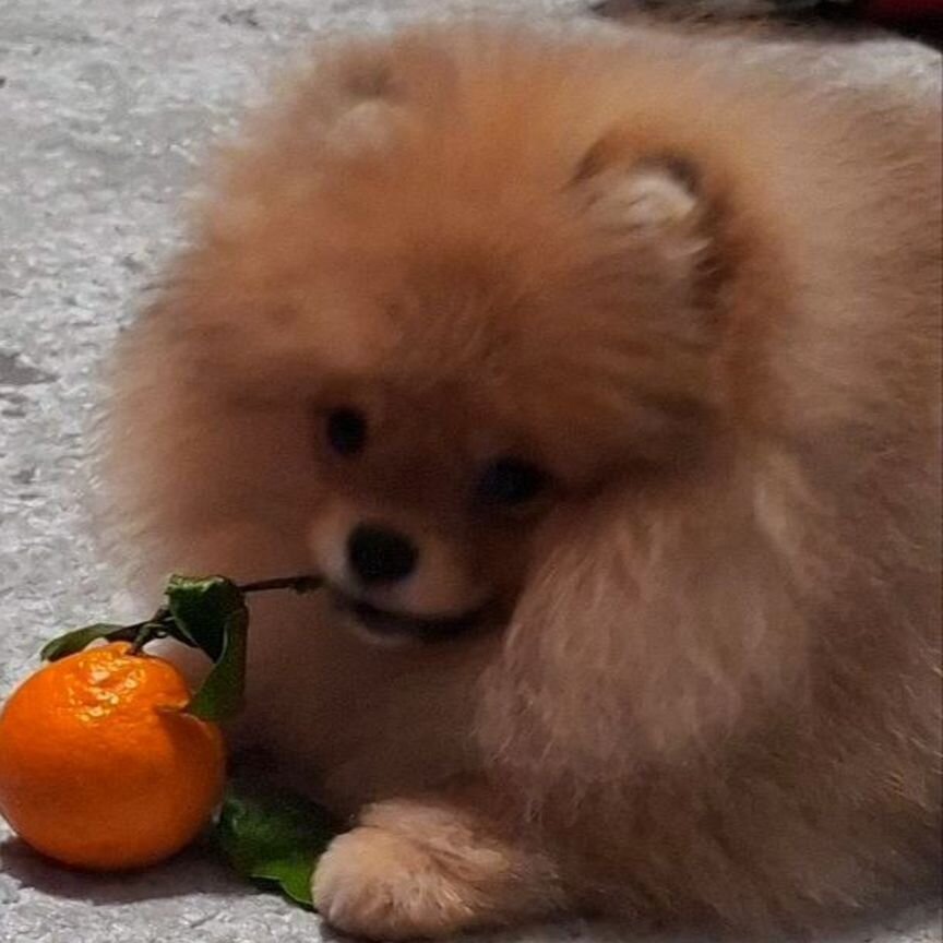 Померанский шпиц, щенок