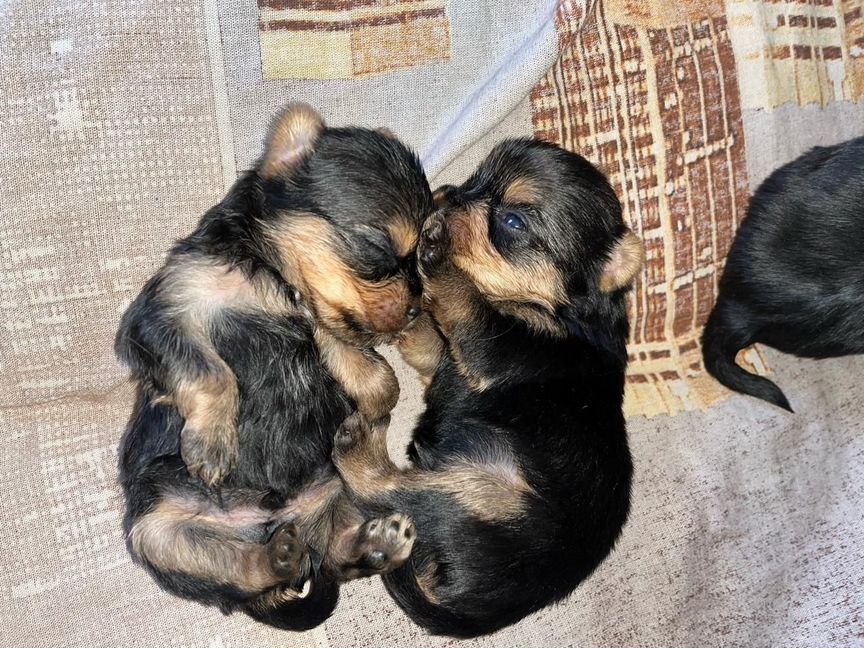 Йоркширский терьер щенки