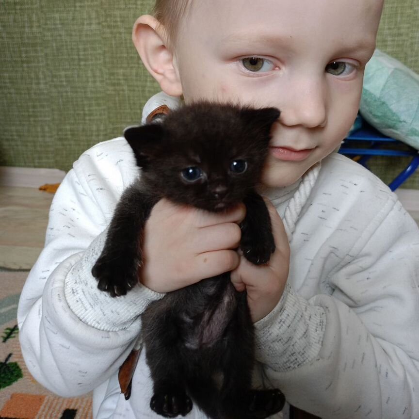 Сибирский котёнок