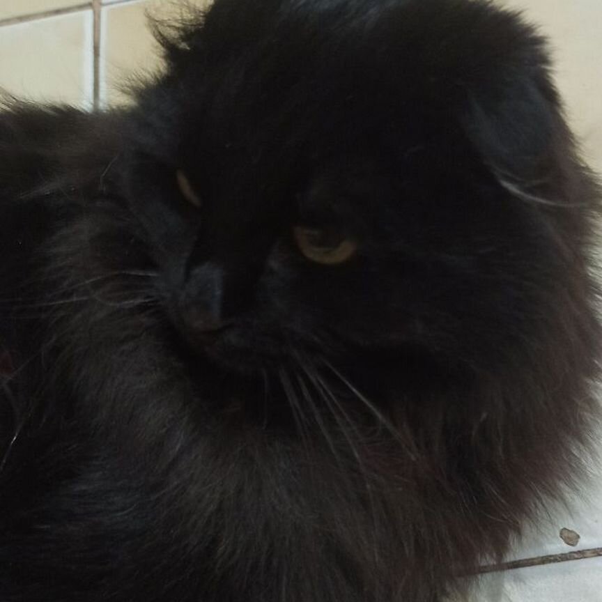 Взрослая кошка в добрые руки