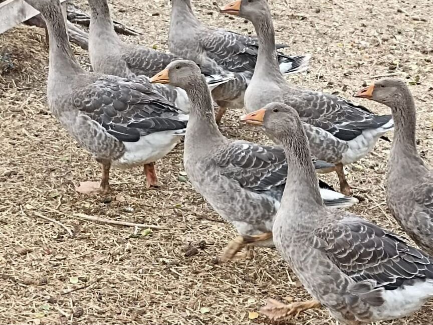 Гусята Большой серый