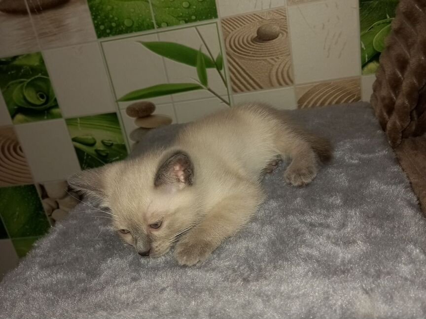 Продам котенка сиамская