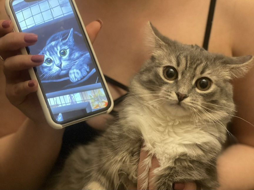 Кошка в дар бесплатно