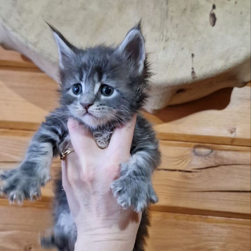 Котята мейнкуна