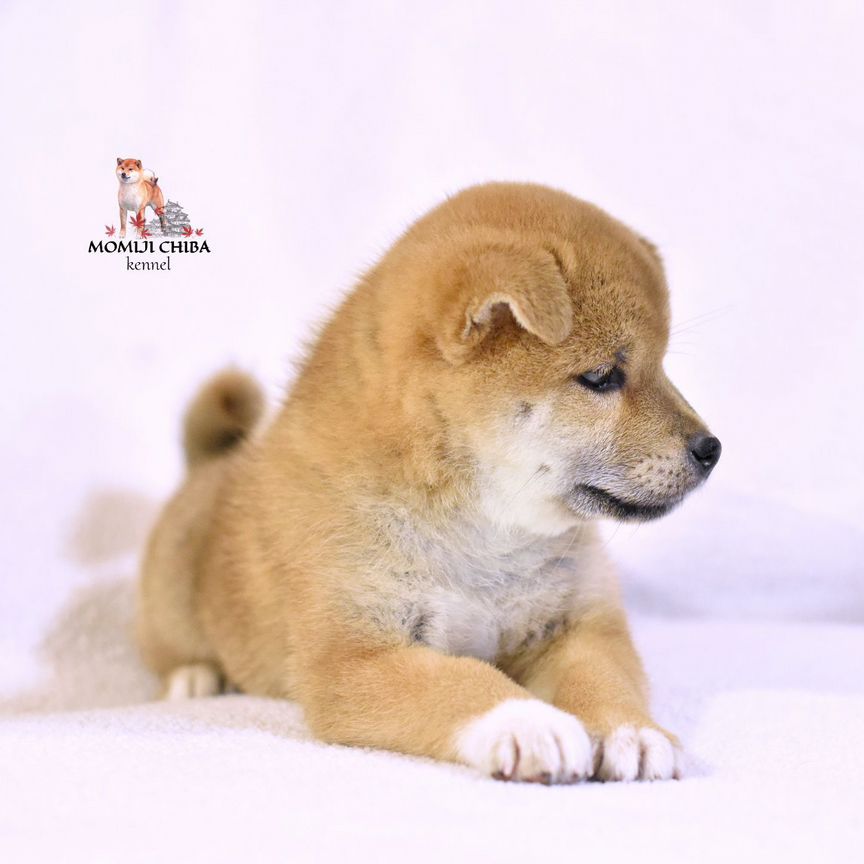 Рыжая девочка сибушка