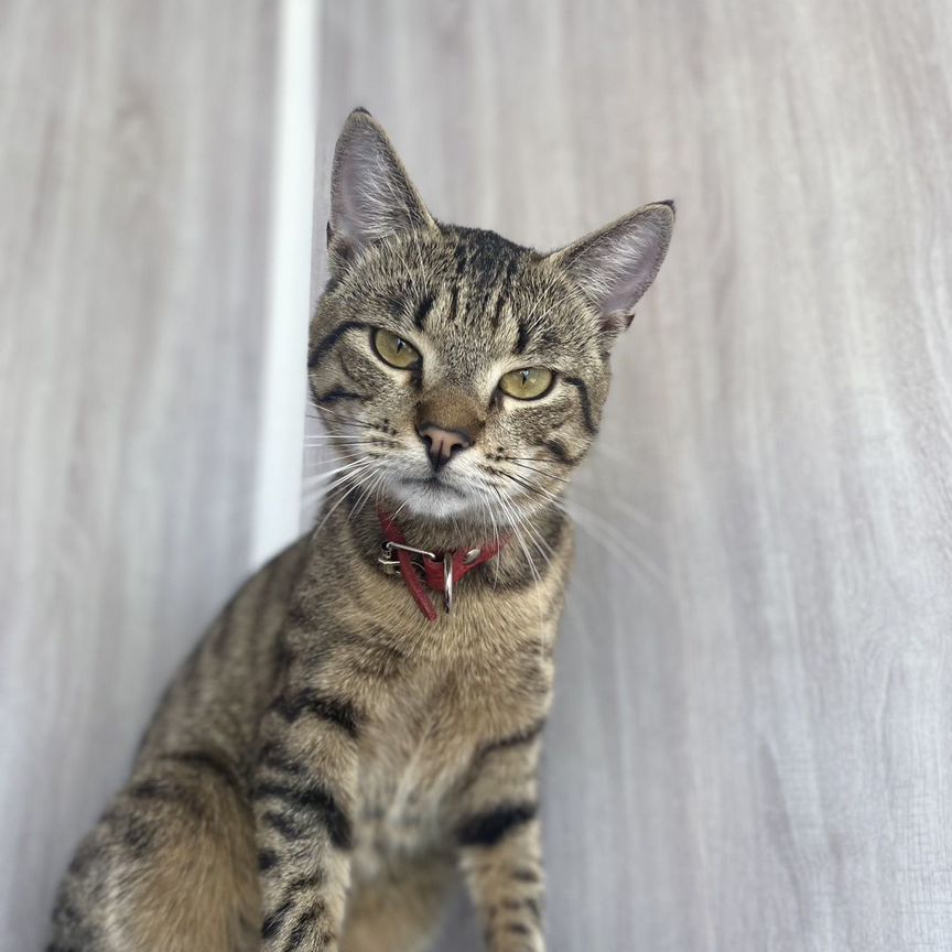 Кот порода пдрмот