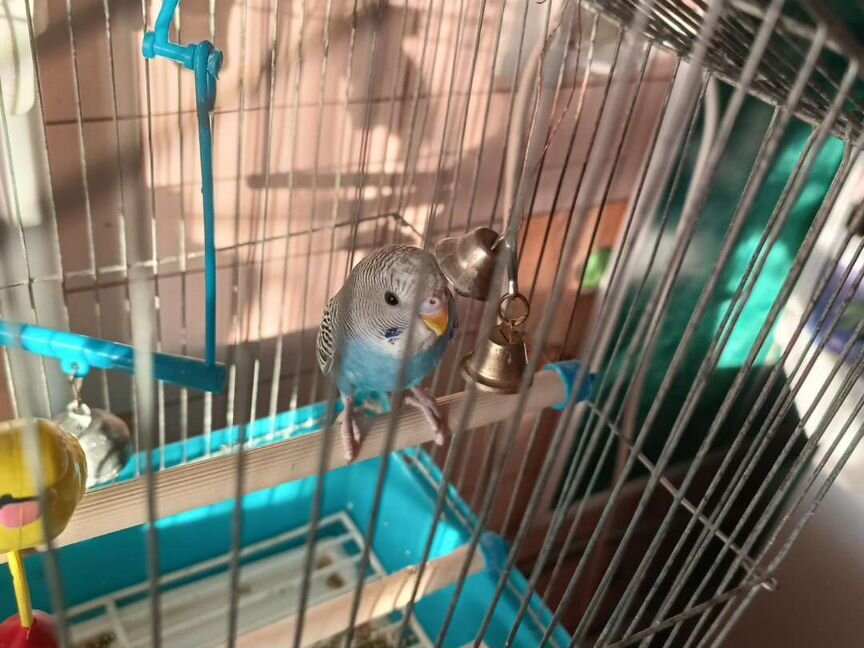 Волнистый попугай мальчик