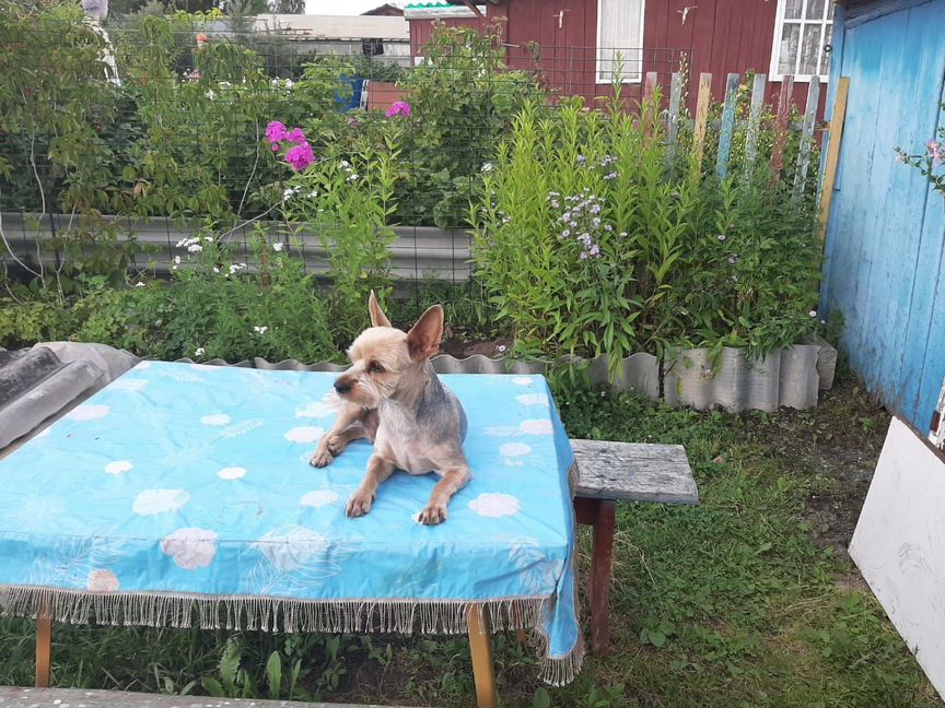 Собака в добрые руки отдам бесплатно