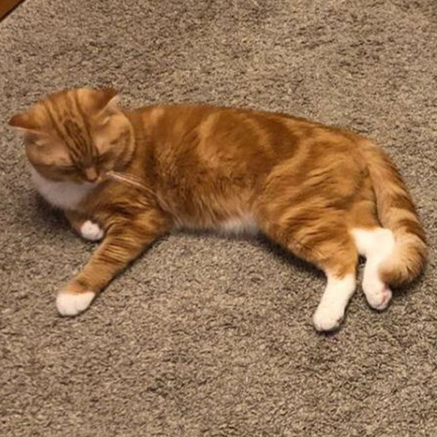Шотландский вислоухий кот