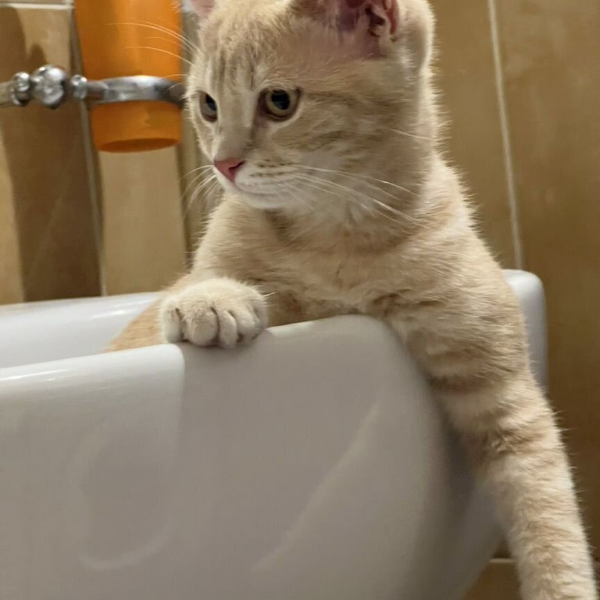 Кот в добрые руки