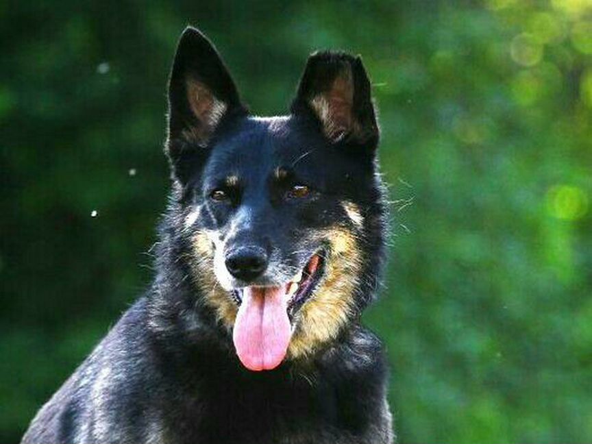 Спокойная Альма / приют/ в добрые руки