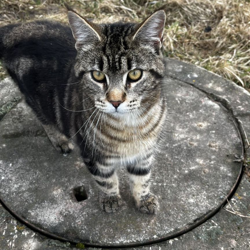 Ищет хозяина