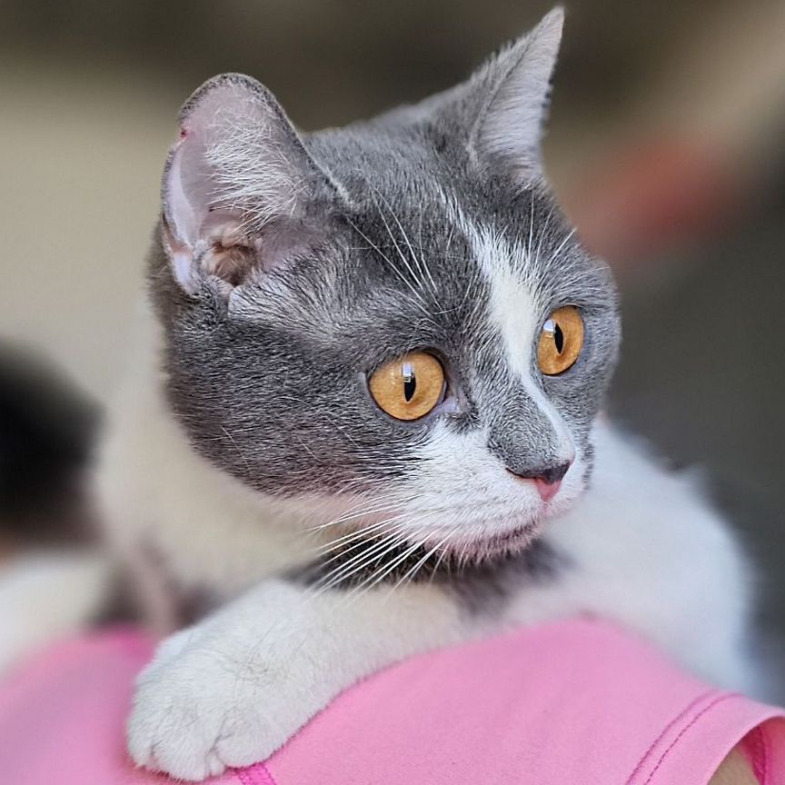 Кошечка в дар