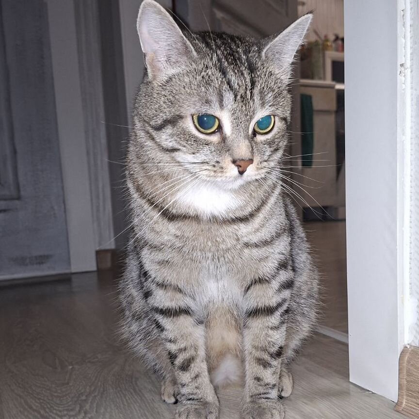 Взрослый кот в добрые руки