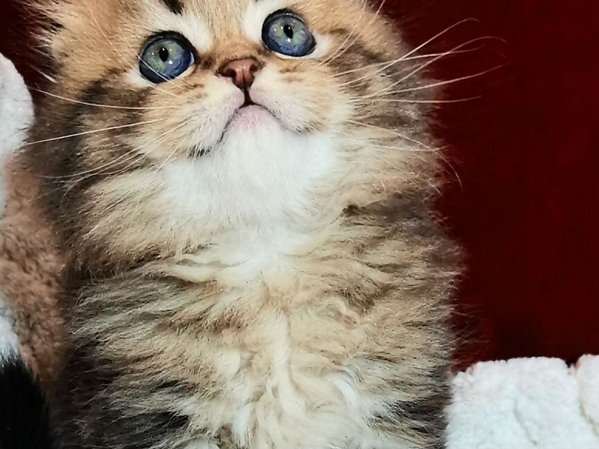 Котик хайленд золотой