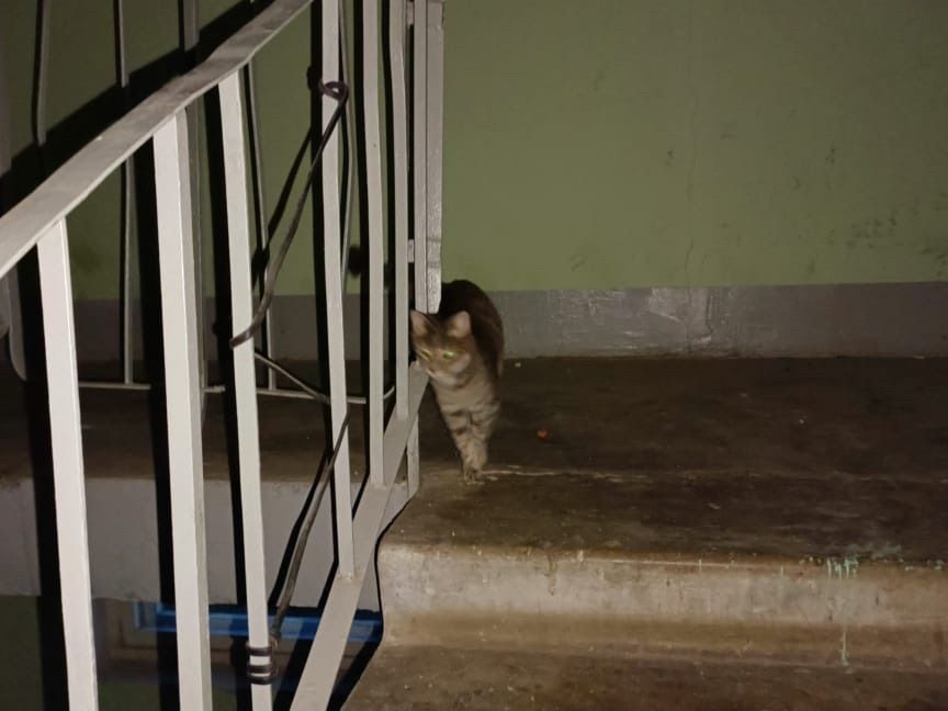 Кошка в дар