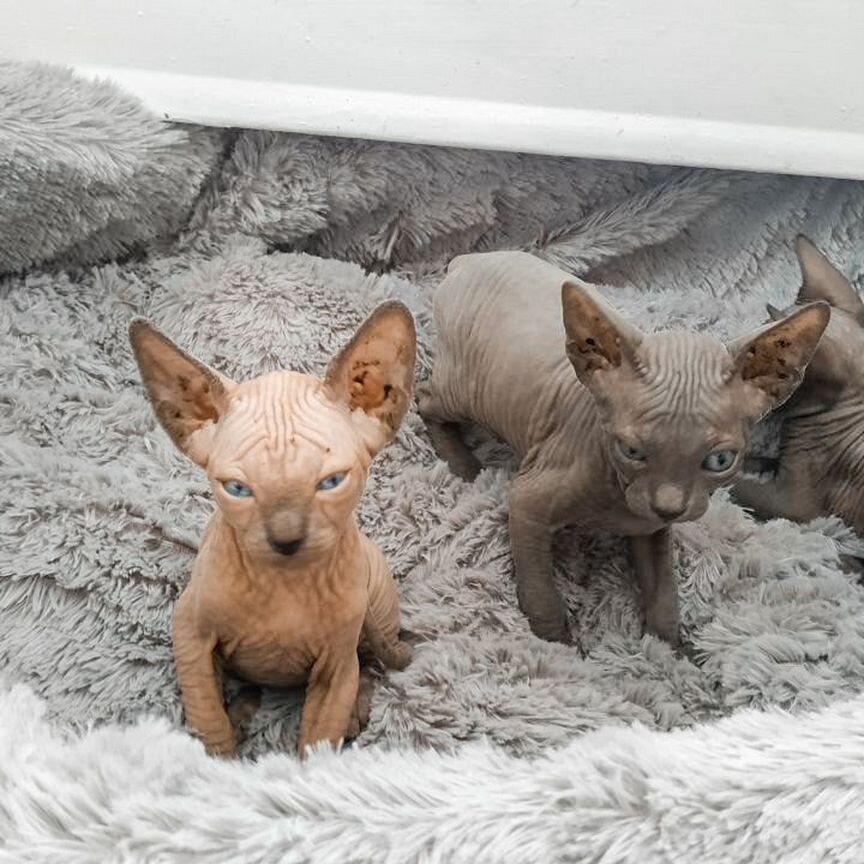 Девочка (4.5 месяца) бархатный канадский сфинкс