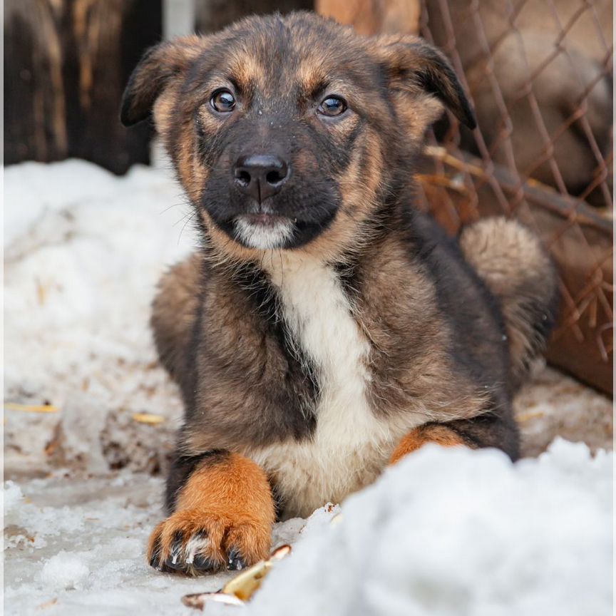 Щенок от частного владельца