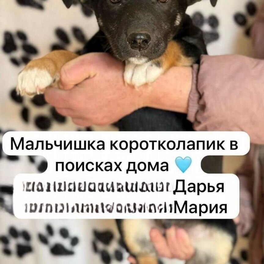 Отдам бесплатно щенки маленькая порода