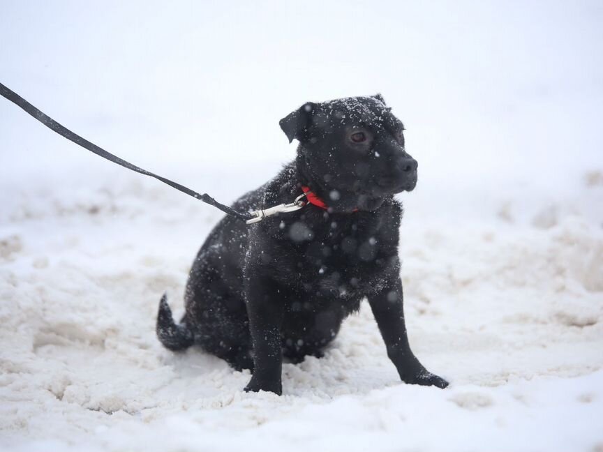 Маленькая собака