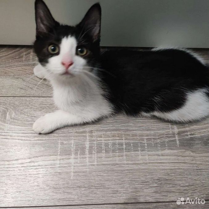 Котёнок Любава