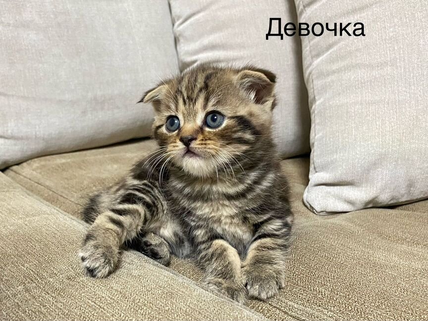Шотландские котята