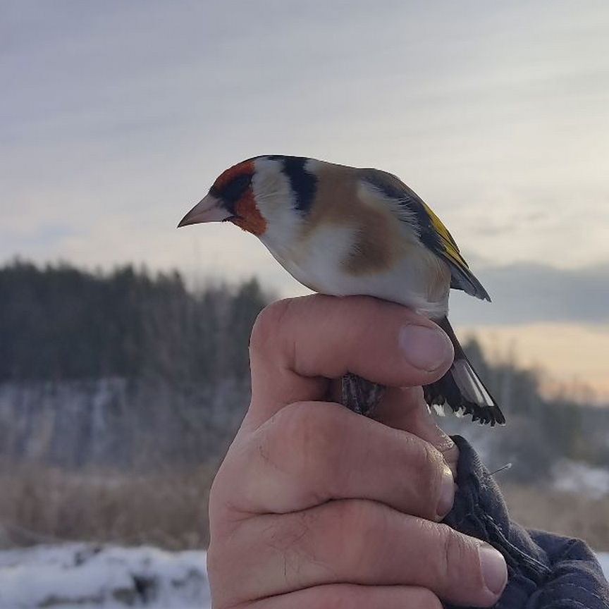 Птица щегол