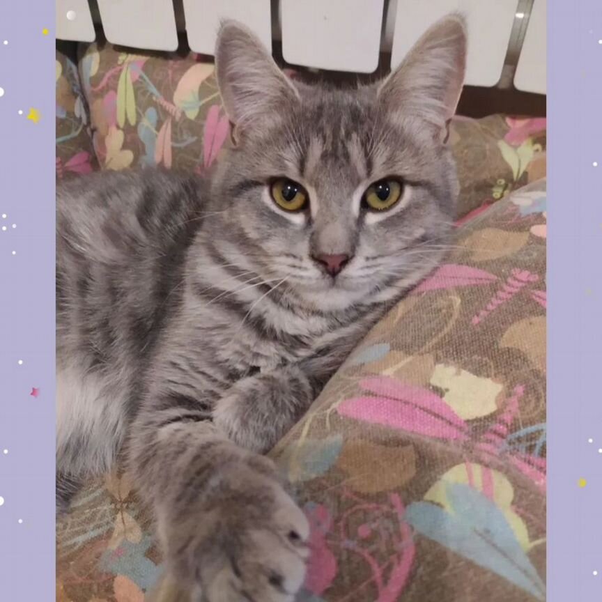 Котенок Оникс, 8 мес, доставка до дома
