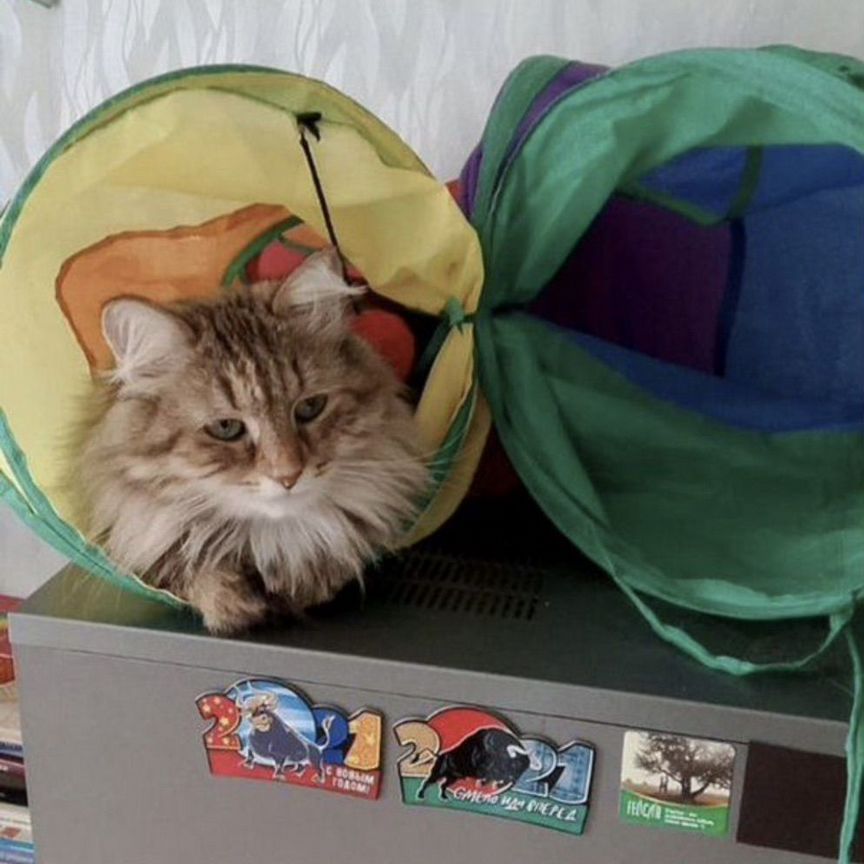 Кошка компаньон