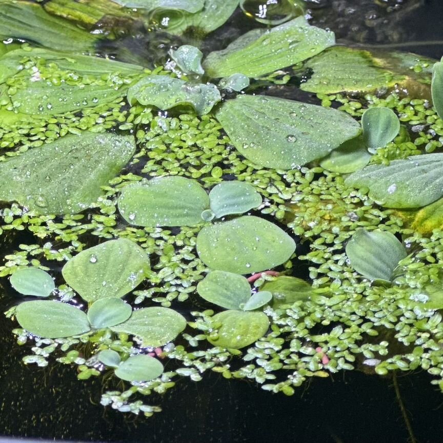 Аквариумные растения пистия