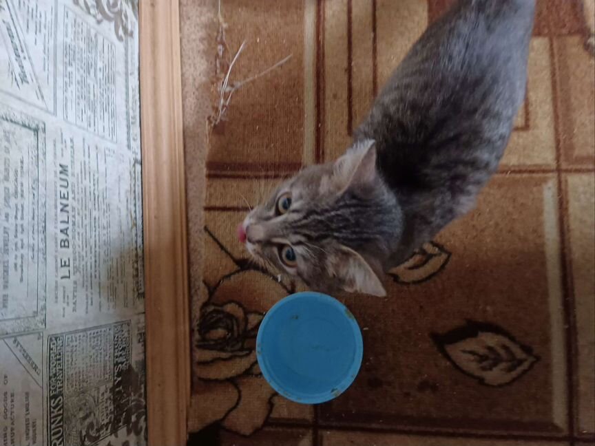 Серый котенок