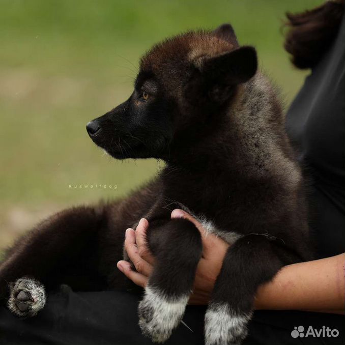 Черный щенок волкособа