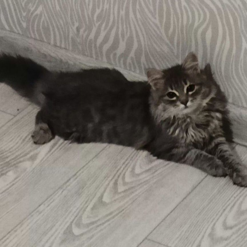 Вязка сибирская кошечка