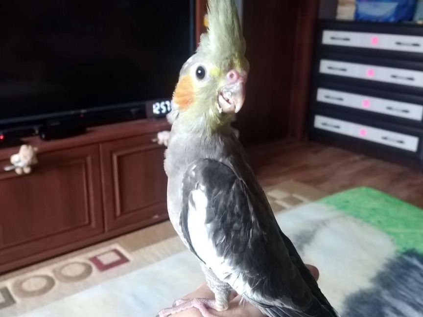 Птенцы корелла