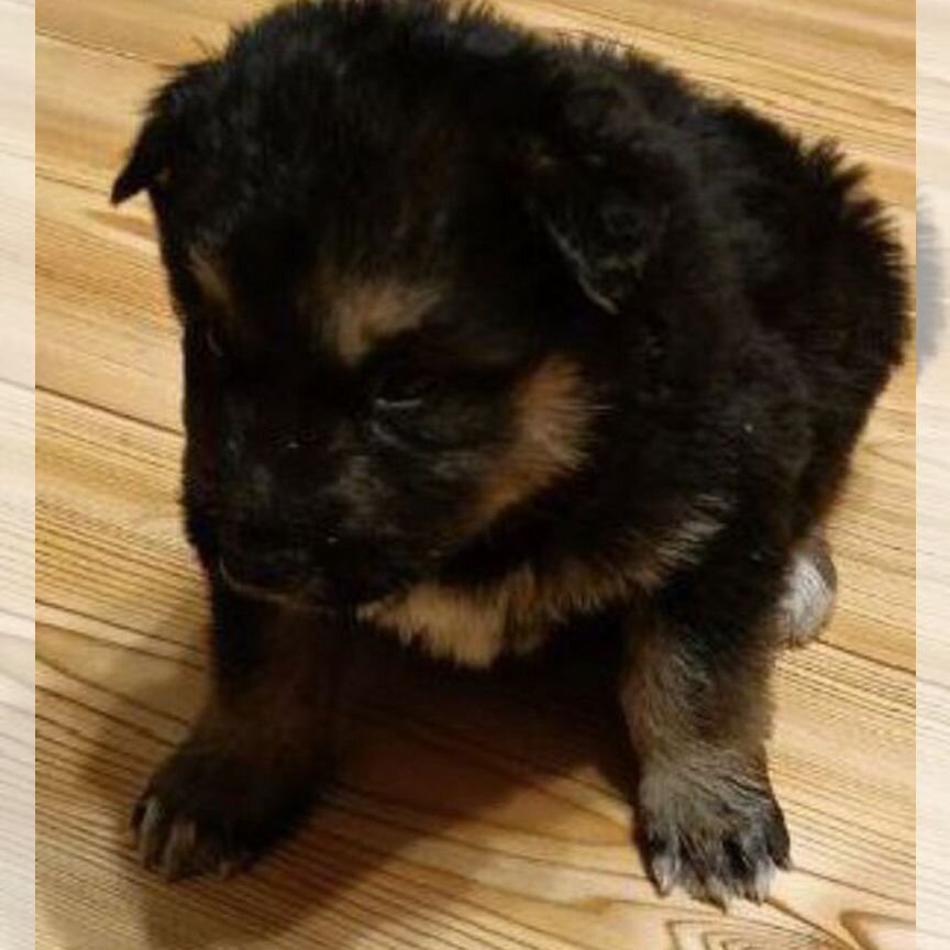 Немецкая овчарка, щенок