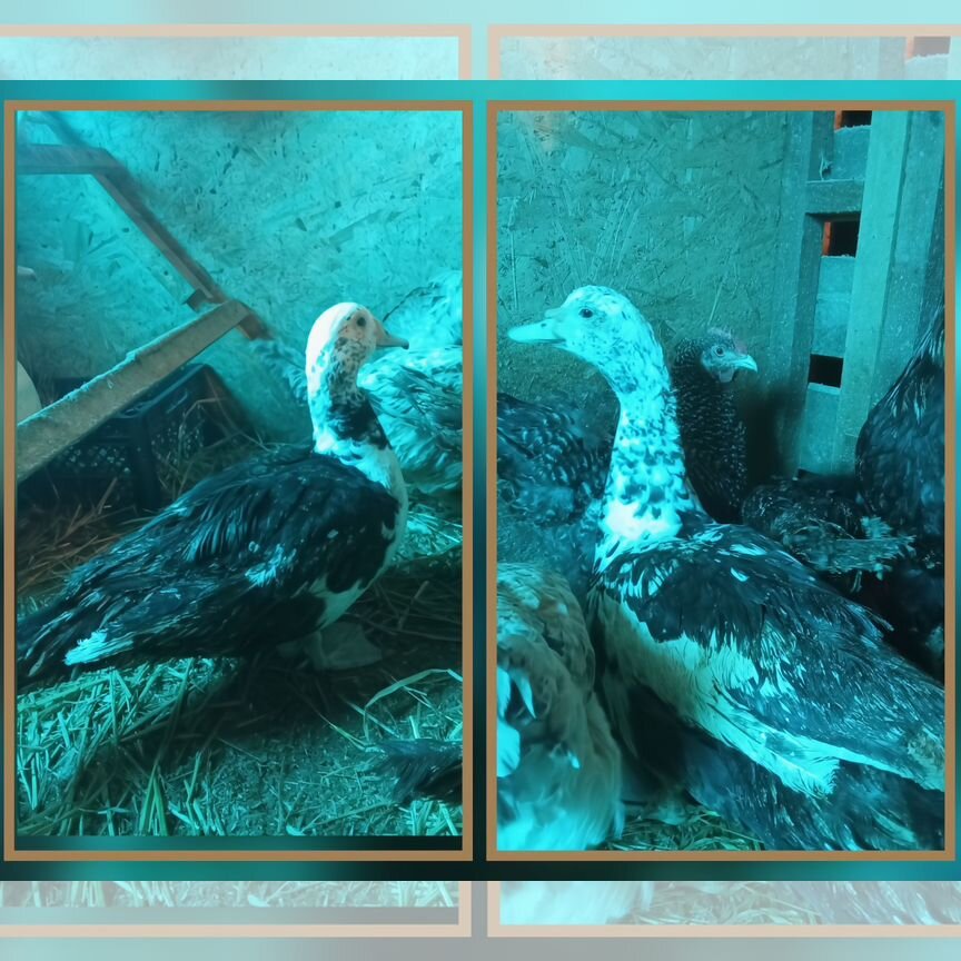 Мускусные селезень и уточка