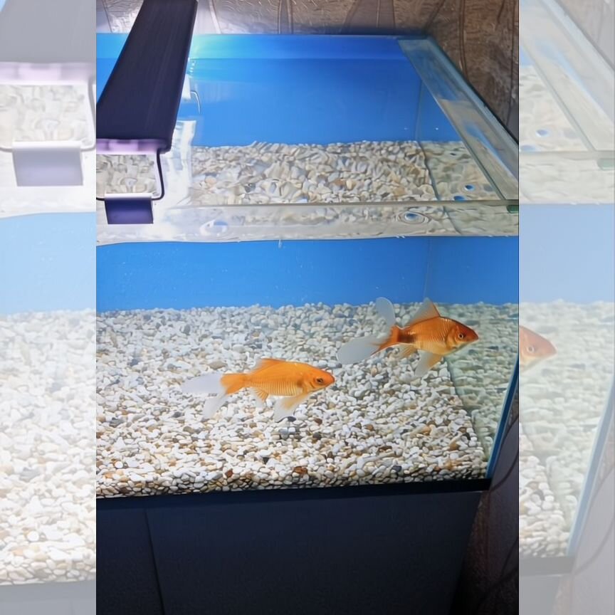 Золотая рыбка