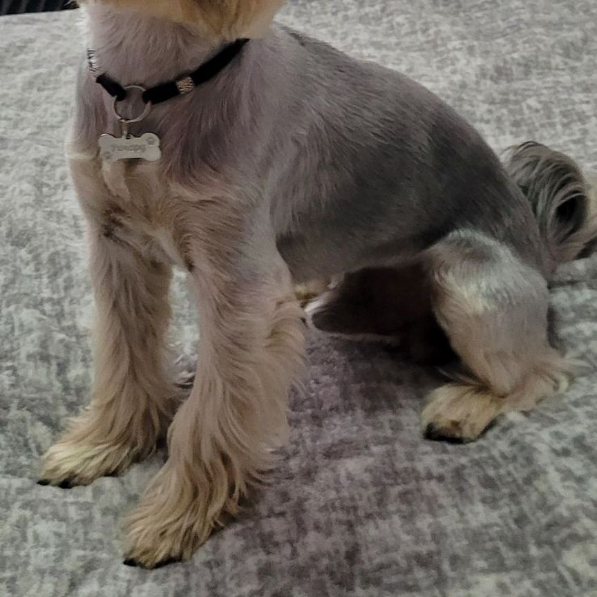 Йоркширский терьер