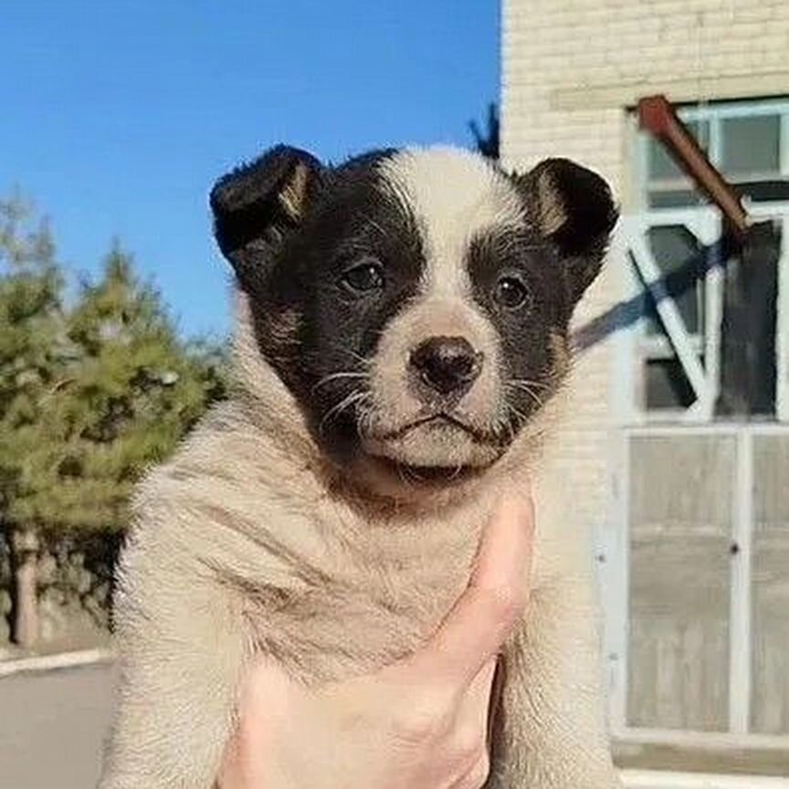Щенок в добрые руки