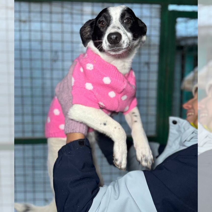 Щенок в добрые руки